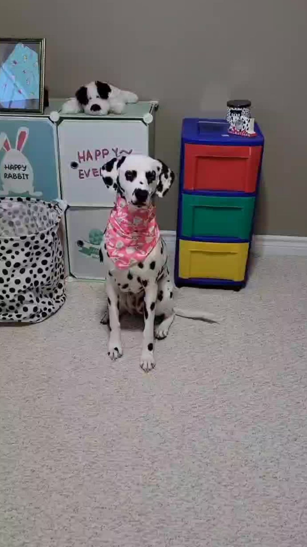 This cute dog secret has everyone curious instantly