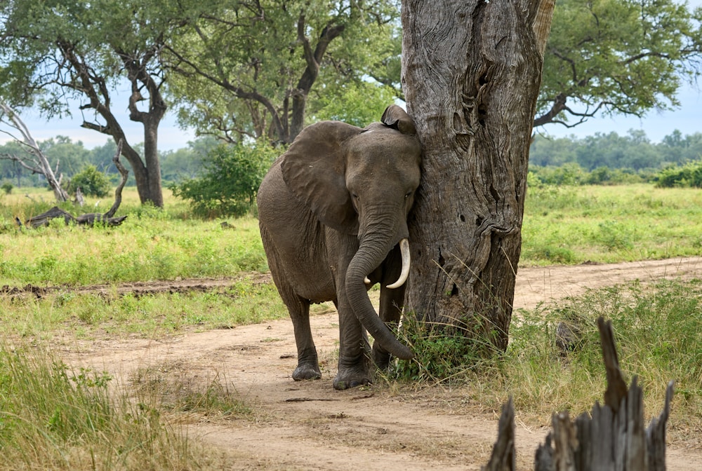 15 leopard safaris worth booking
