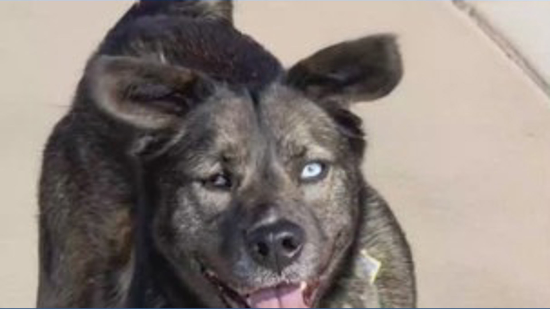 Pet for adoption: Meet Oreo