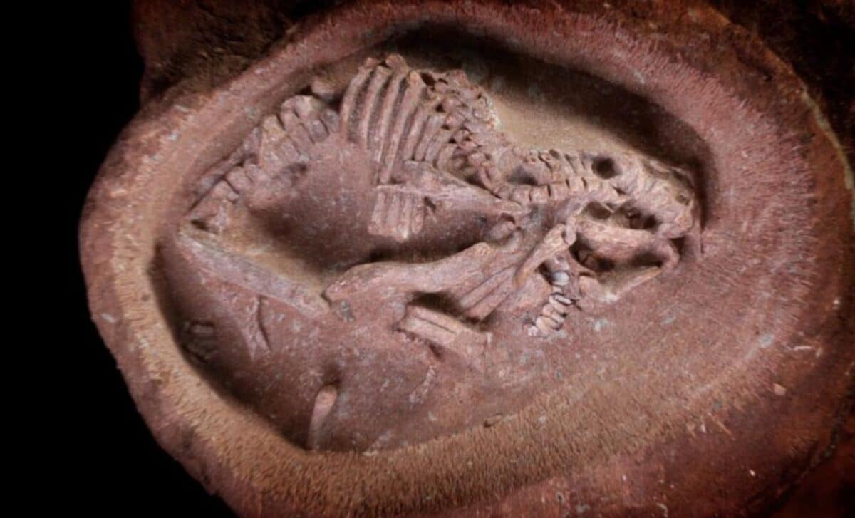 Scientists found the oldest reptile embryos ever recorded hidden inside ...