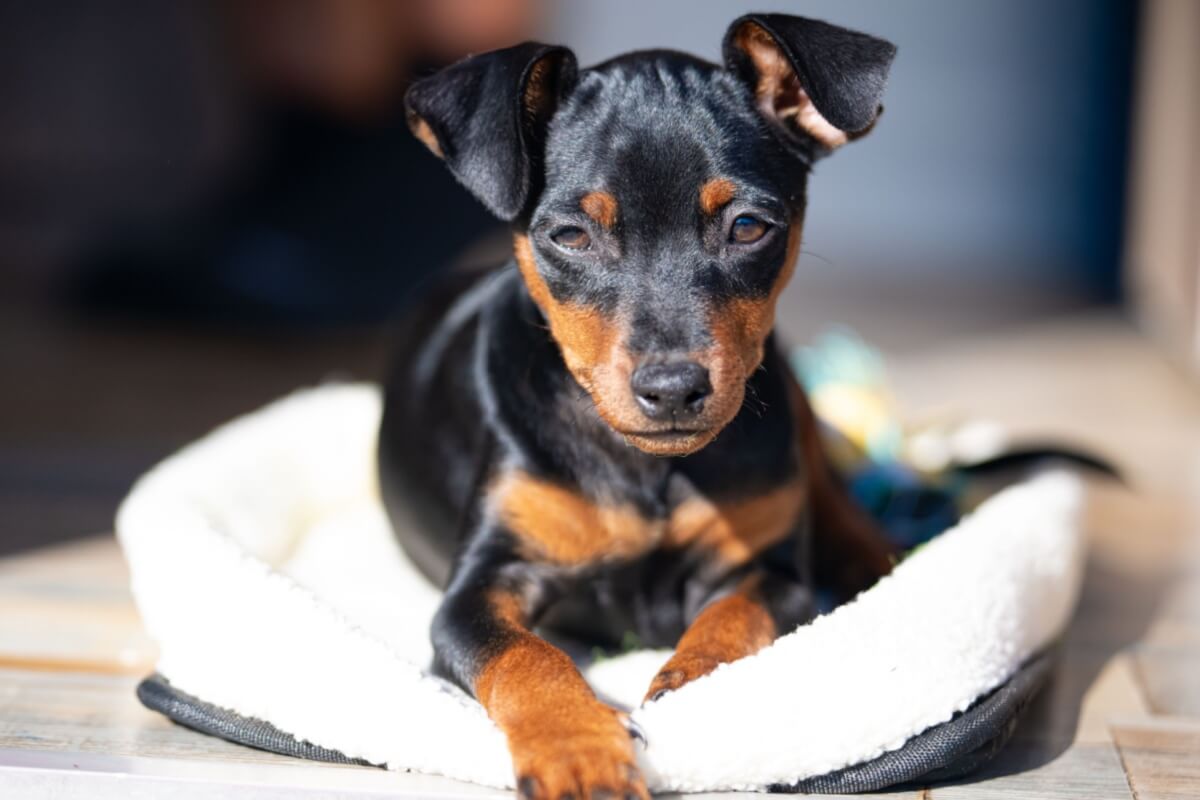 Pinscher e chihuahua: 8 características que diferenciam as duas raças