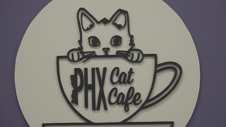 New cat cafe in North Phoenix helps address area's stray kitty problem