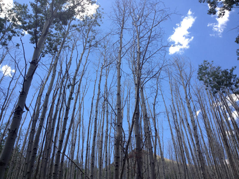 Carbon markets underestimate the risks US forests face from climate ...