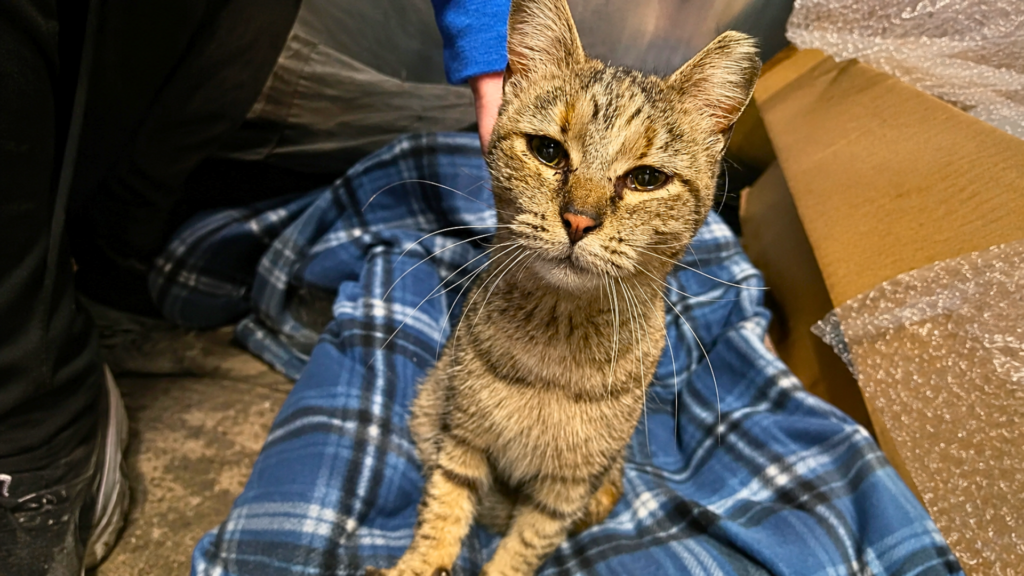 Woman’s nightly visits with stray cat go viral after she explains why ...