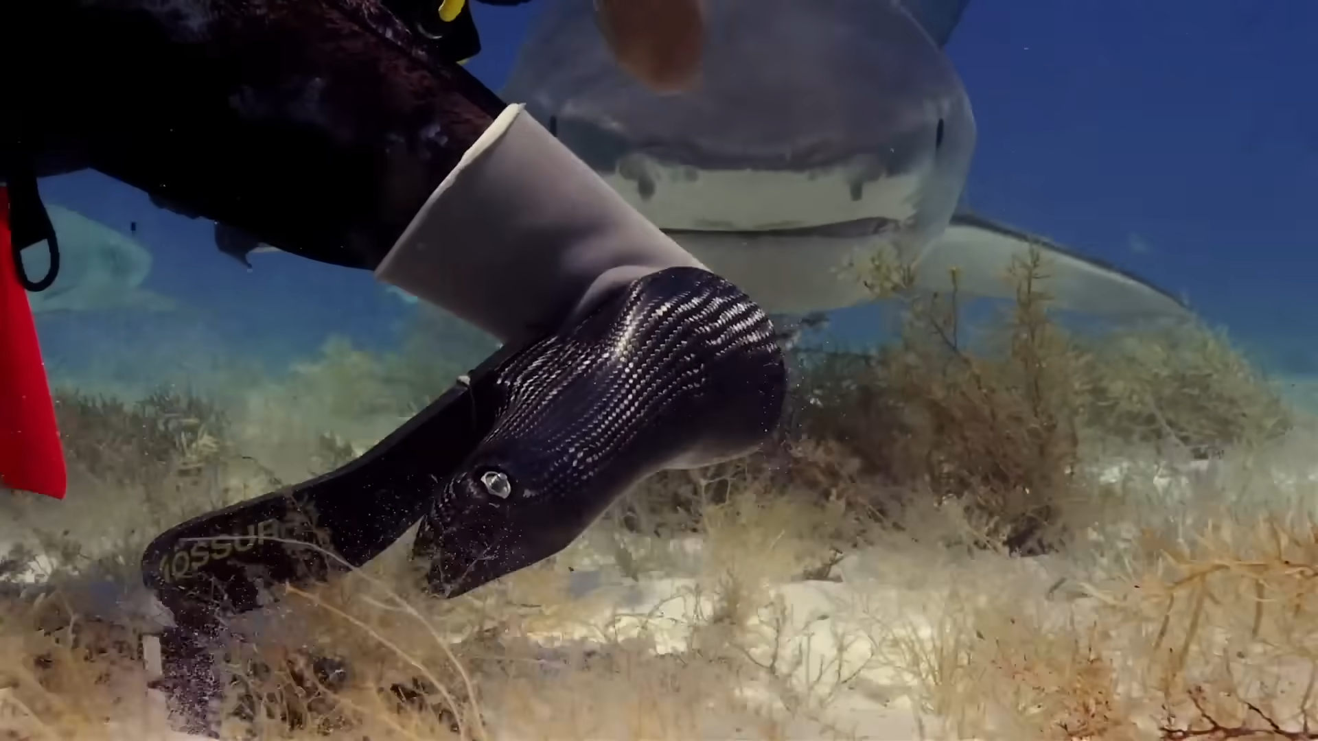 He lost his leg to a tiger shark… then swam back in