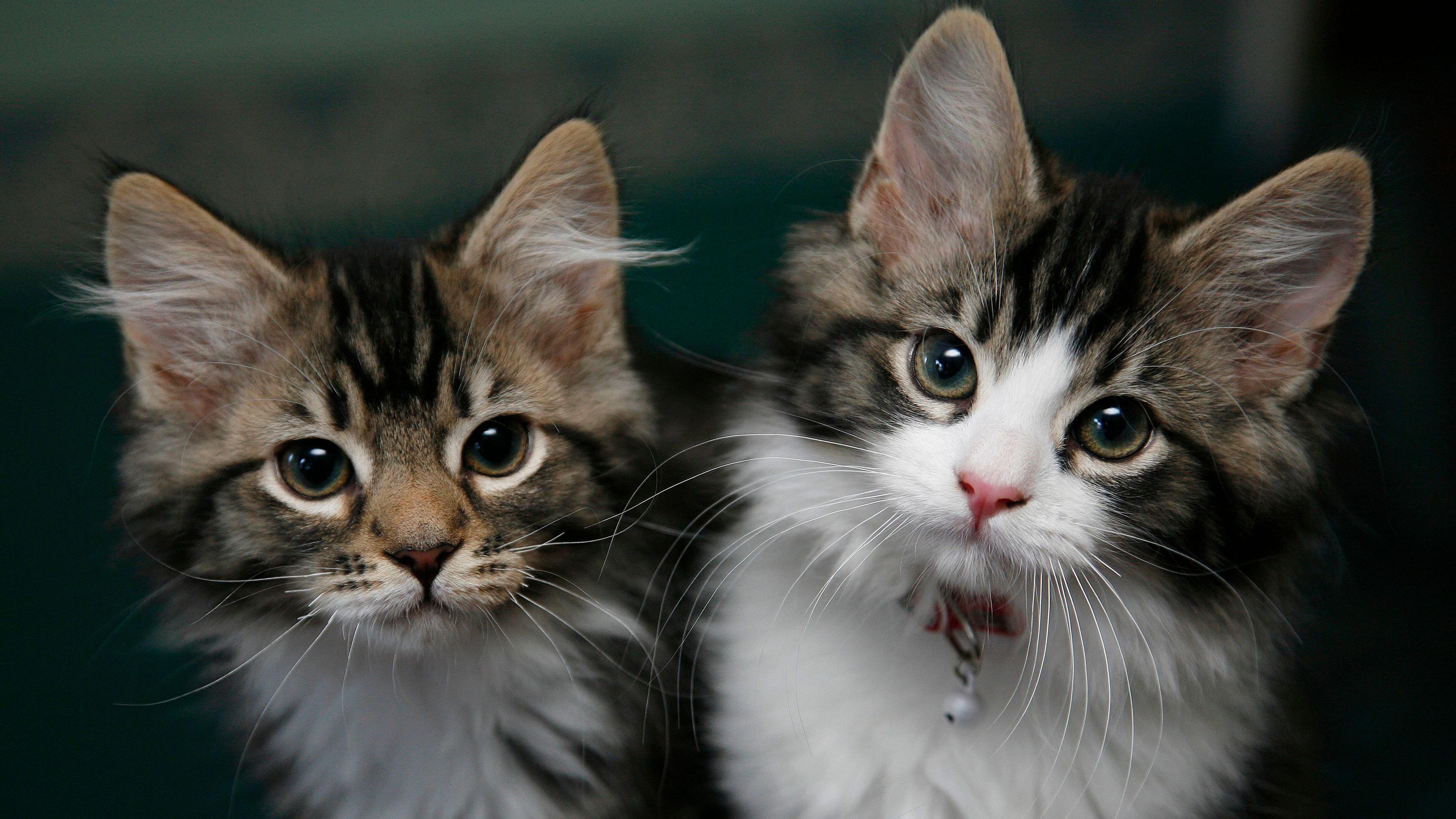 Cat flu warning as nine kittens die from disease