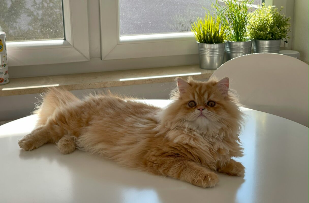 These cat habits drive owners absolutely mad — but here’s what they’re ...
