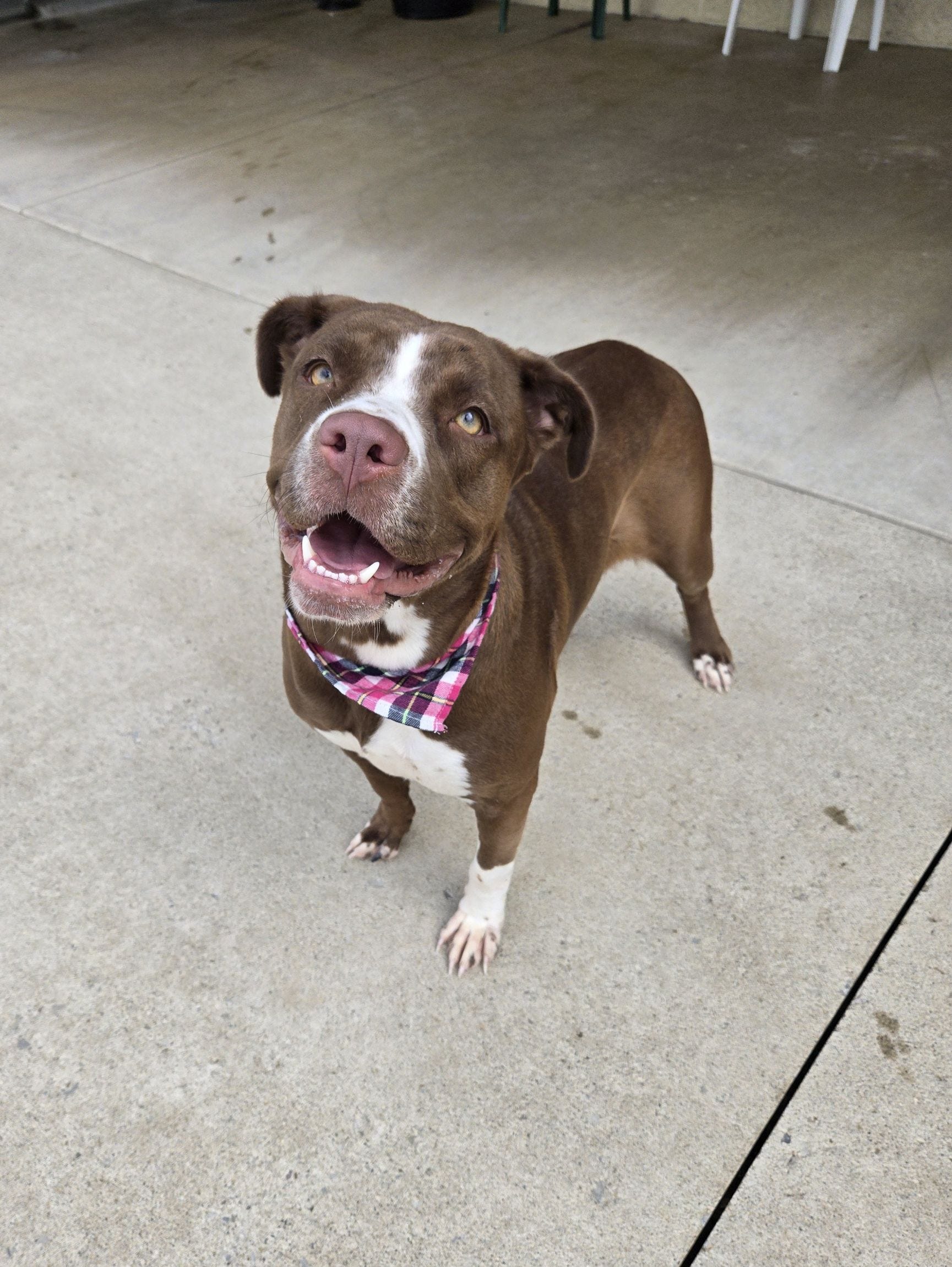 Crawford County's pets of the week
