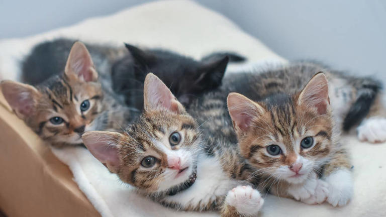 Blind cat uses pure love and instinct to comfort a group of tiny foster ...