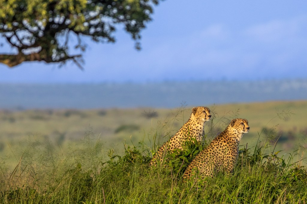 First-ever direct UK flights to Tanzania and Zanzibar will take off in 2027