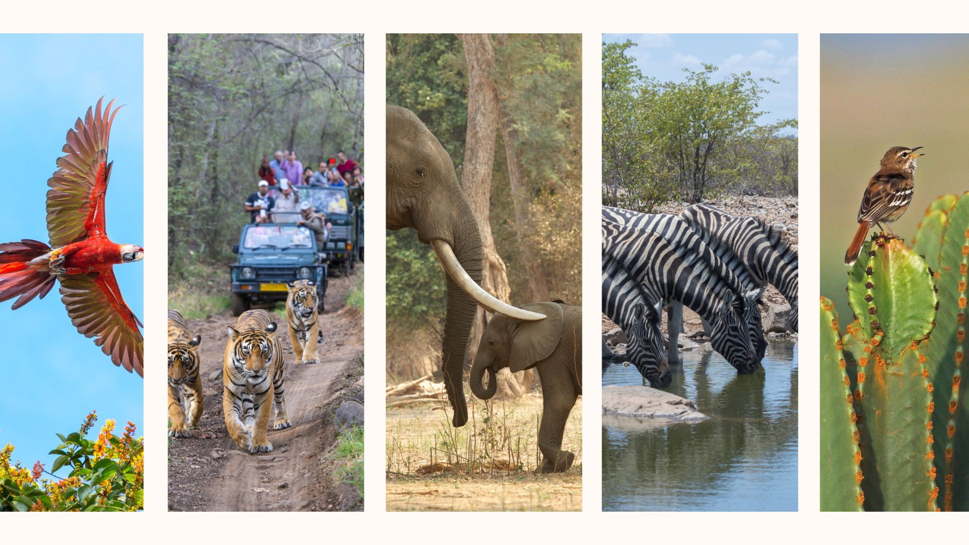 The best places to go on safari for a bucket-list trip in the wild