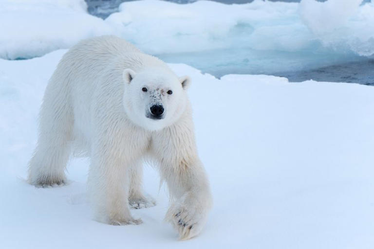 Dead polar bear tests positive for bird flu in first case of its kind ...
