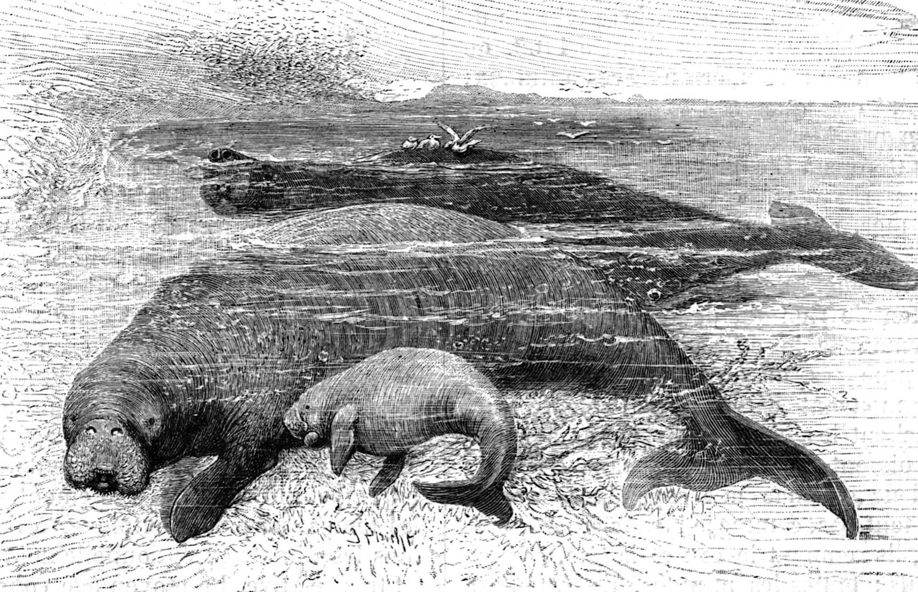These animals are now extinct