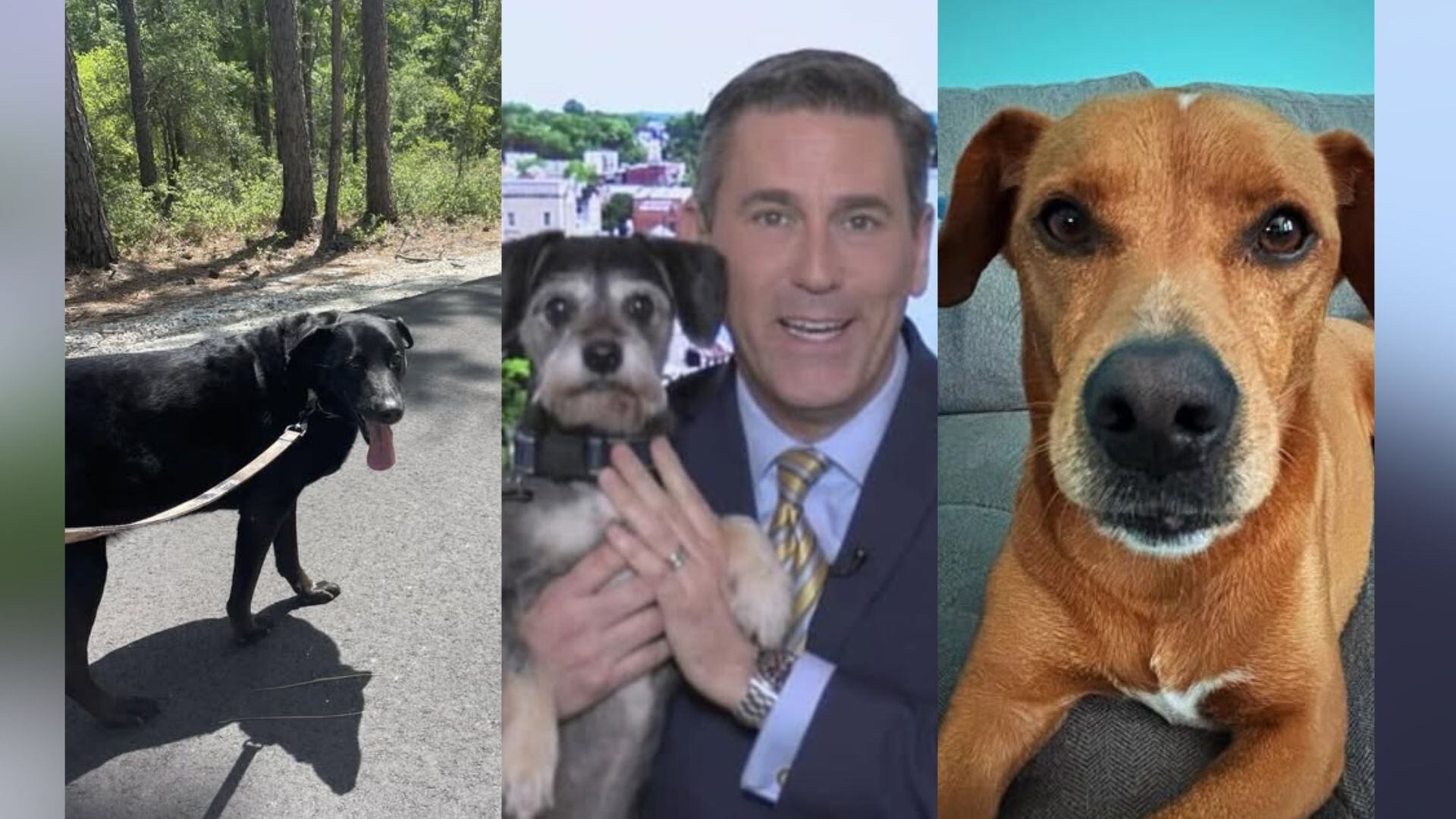 National Rescue Dog Day highlights shelter dogs waiting for homes