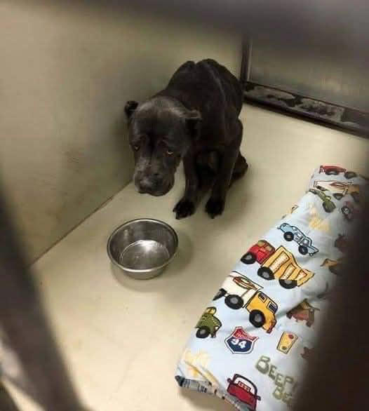 Il cane viene lasciato al rifugio dopo una vita in casa: nella gabbia ...