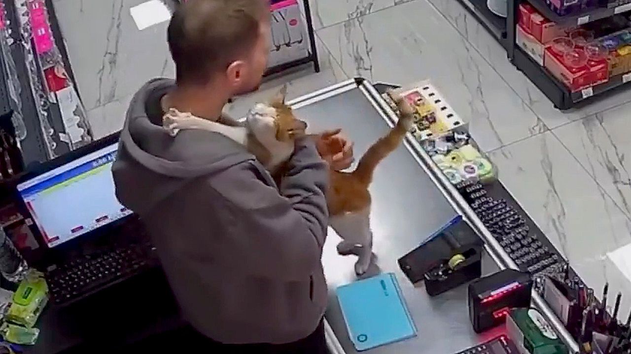 Rescued cat jumps into shop owner's arms every single morning in Turkey