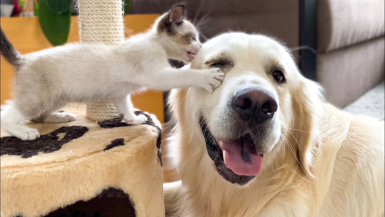 Golden retriever meets a very bossy kitten