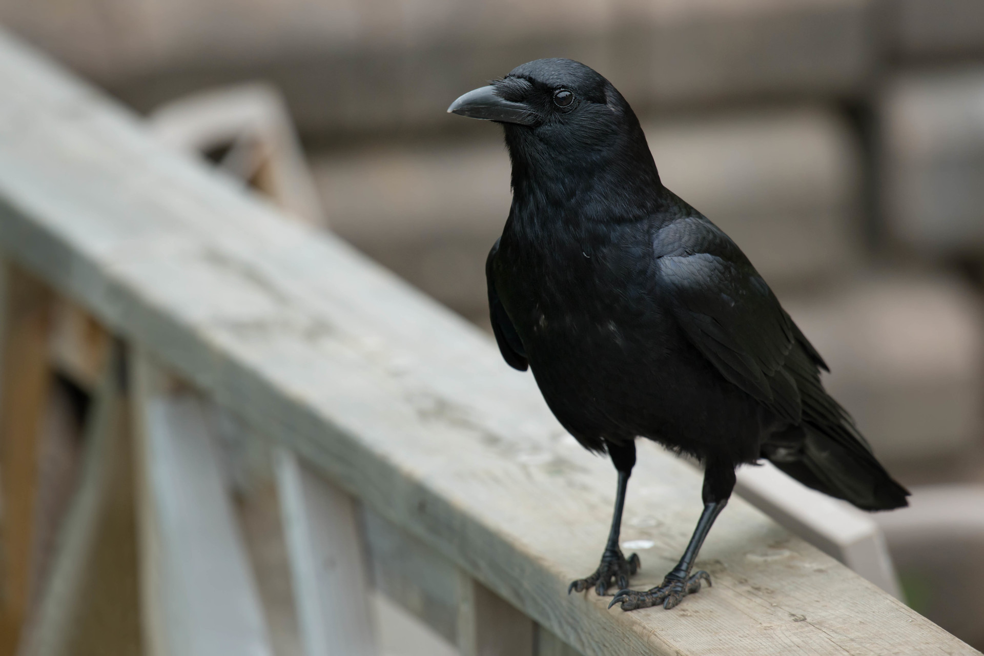 The 30 smartest animals on planet Earth
