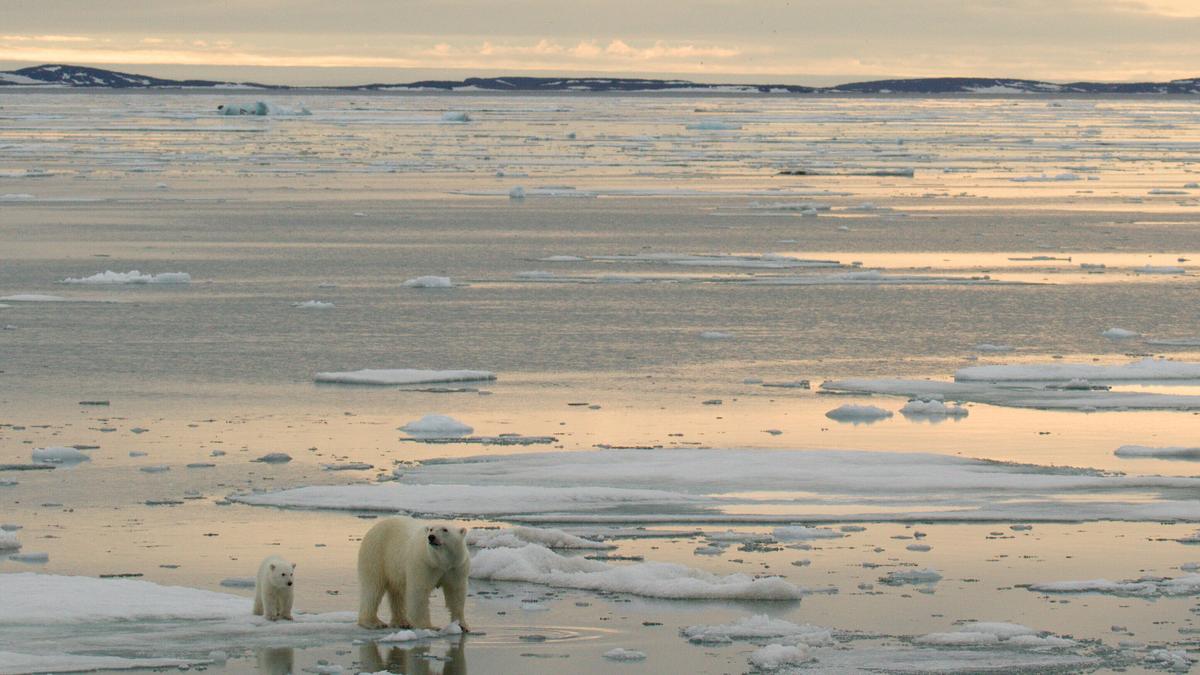 Vogelgrippe: Erster Fall einer Vogelgrippeninfektion bei einem Eisbär ...