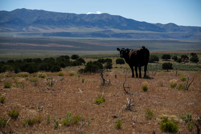 Not all Box Elder County ranchers agree with Utah House speaker on data ...