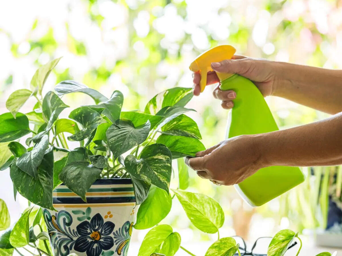 6 simple tips to stop your money plant from turning yellow