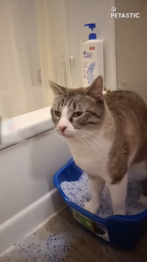 Hilarious cat fails and cute moments that never get old