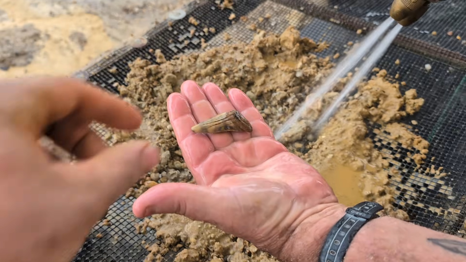 He was digging for fossils when a beautiful great white tooth stopped ...