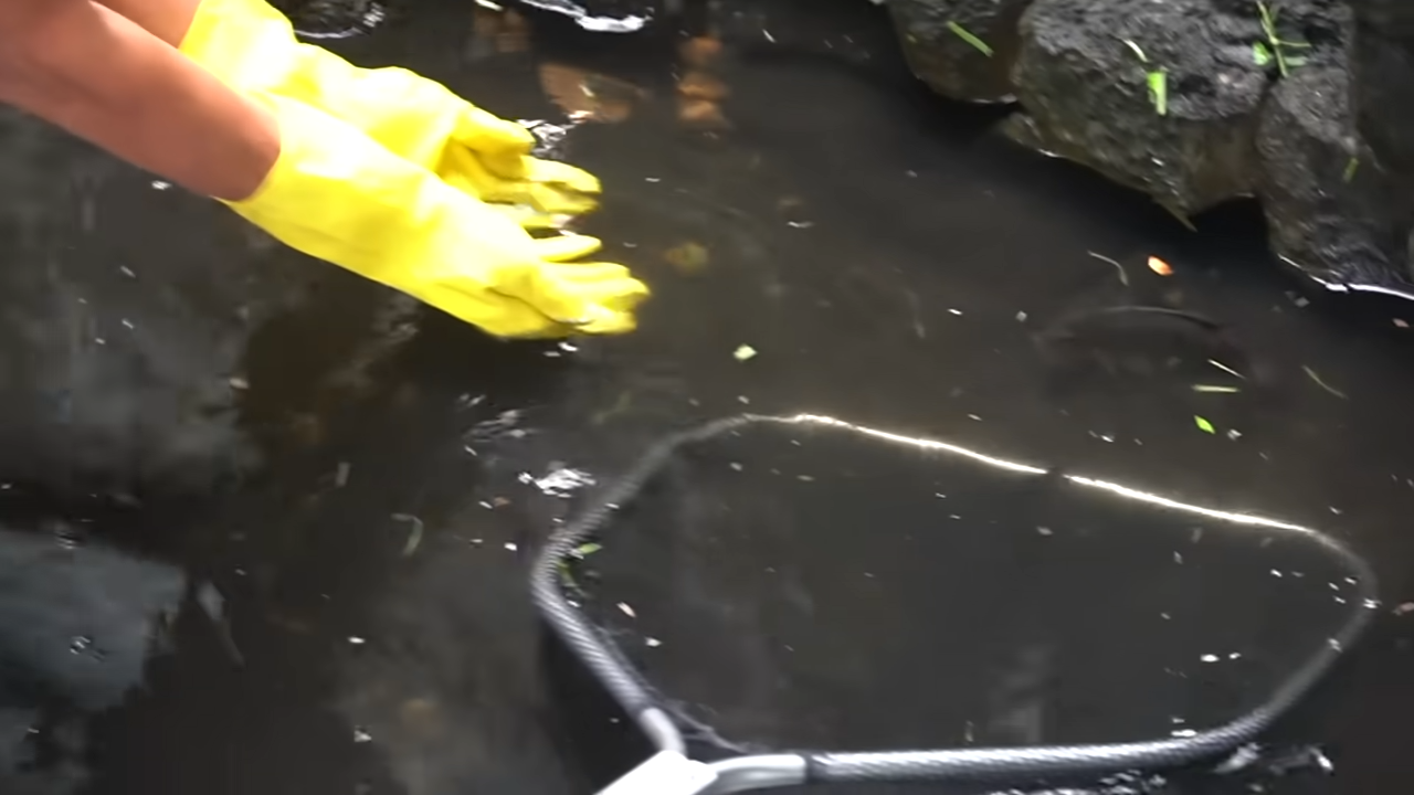 He drained his mom’s pond and found something already breeding under ...