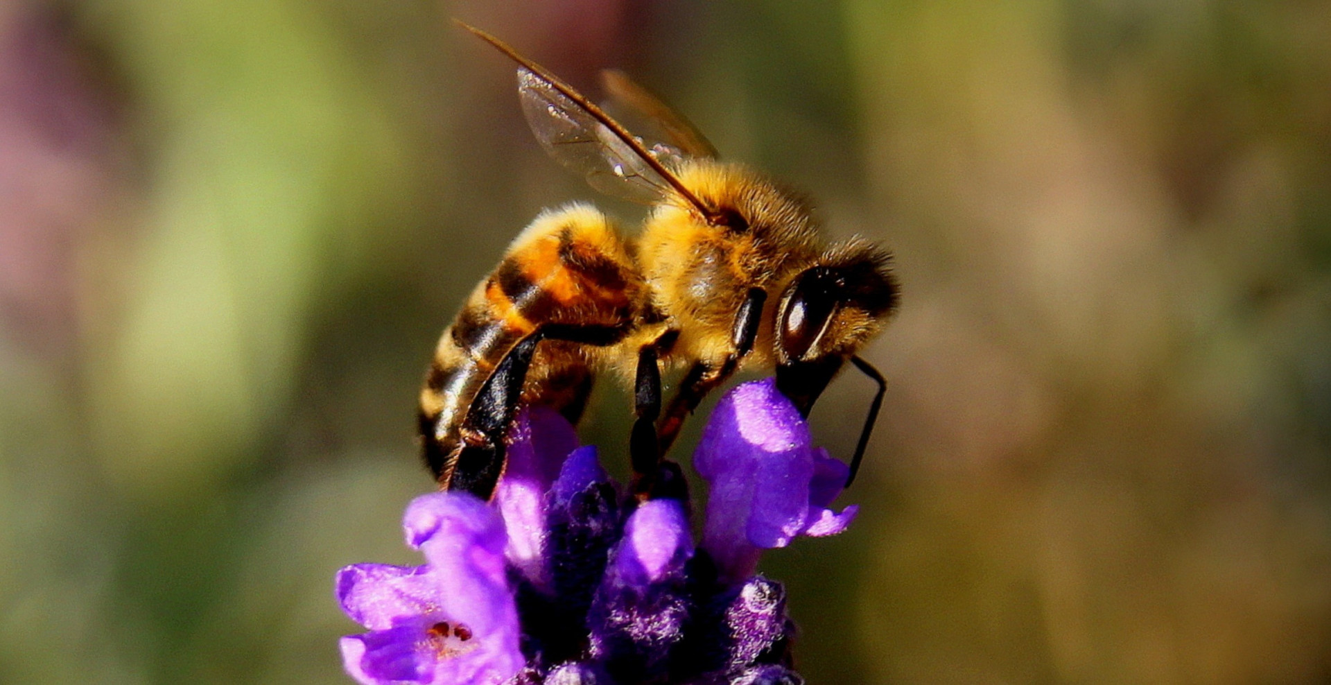 The 30 smartest animals on planet Earth