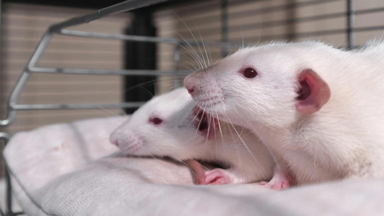 A newly found protein just slammed the brakes on aging inflammation ...