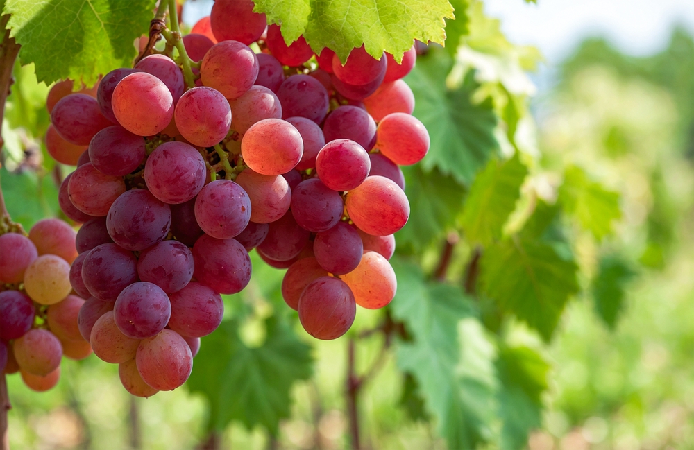 New study: Grapes may strengthen the skin’s defense against sun