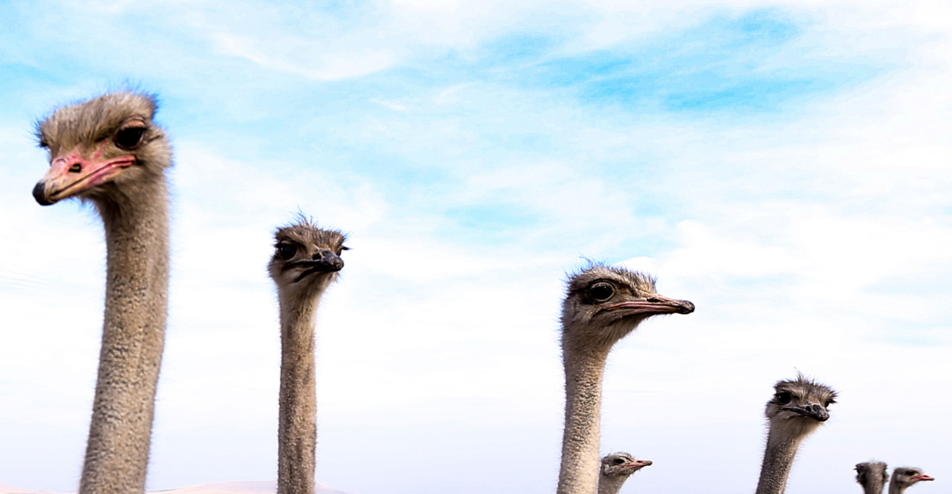 The most useless animals in the world