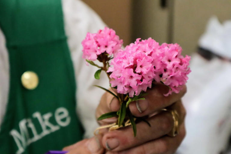What the 'Rhododendron King' taught us about growing, spotting and ...
