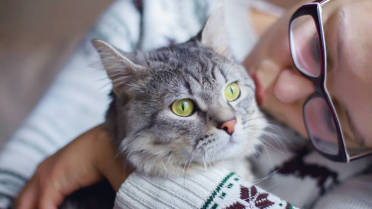 Cats recognize their favorite person in a peculiar way, and science has ...