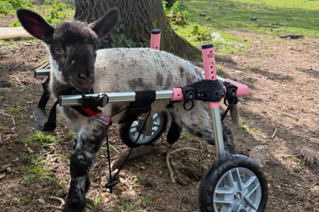 Meet Dottie: The orphaned lamb loving life after being rescued by ...