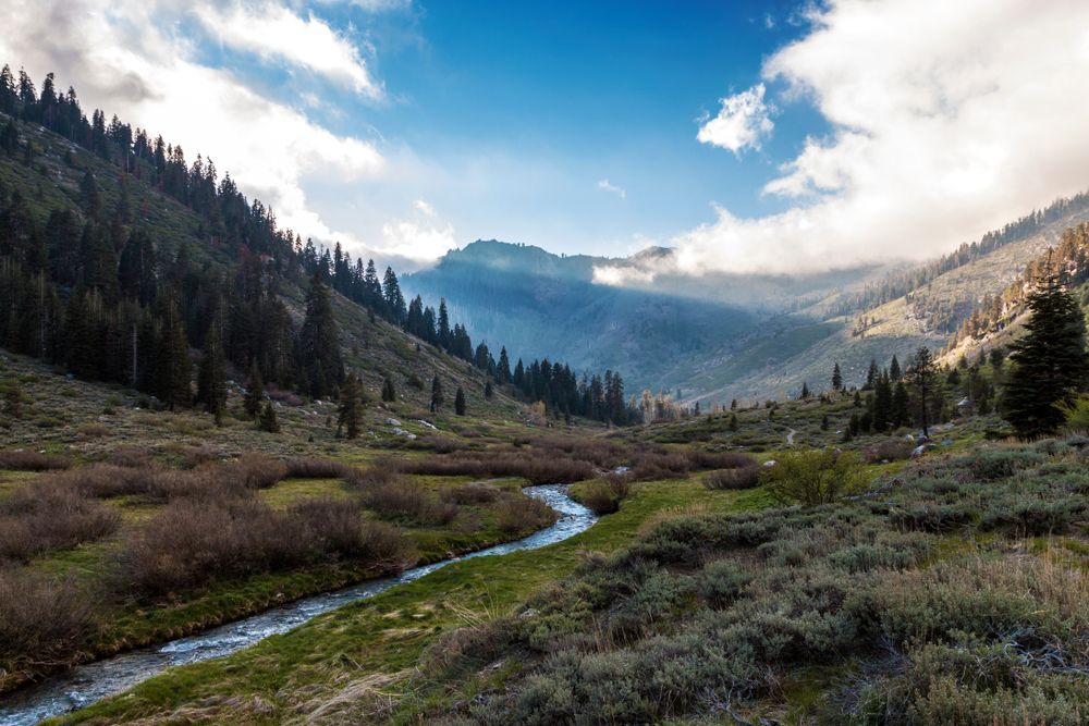 Sequoia National Park sees beloved animal take a remarkable journey ...