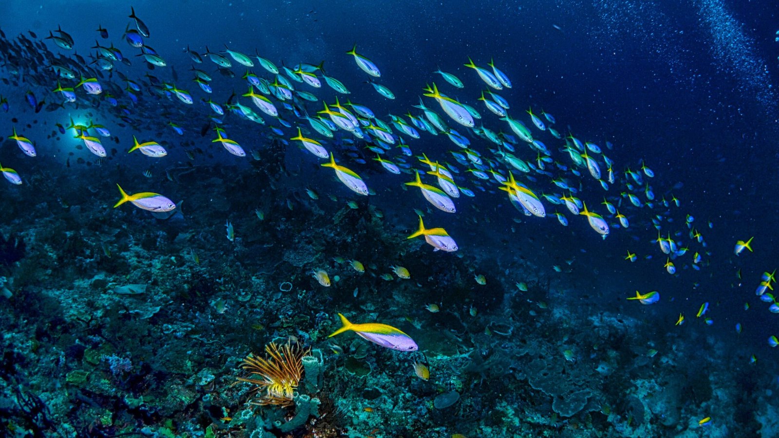 Something is happening in the Pacific Ocean and scientists cannot look away