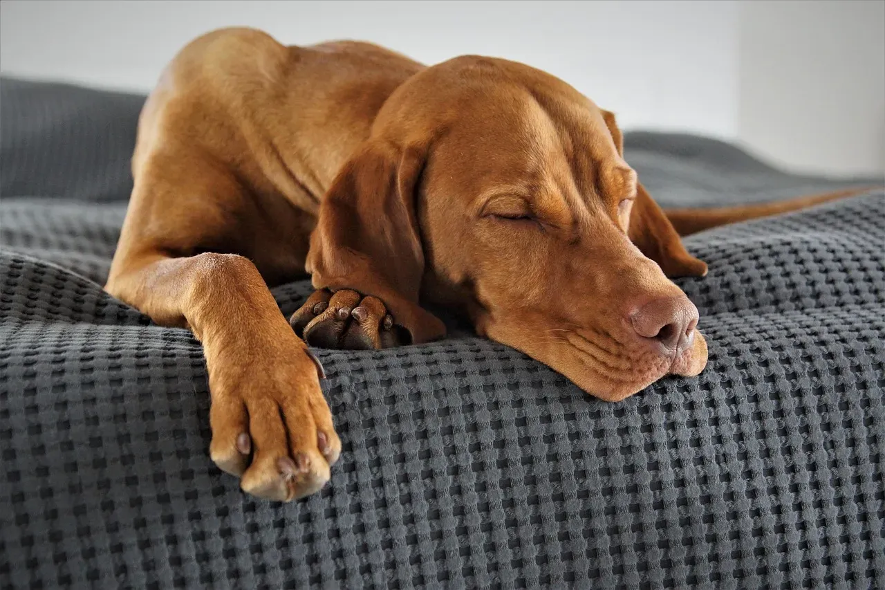 12 dog breeds that trigger separation anxiety the second you leave the ...