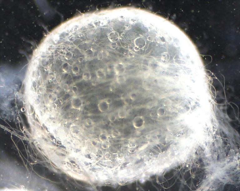 Lab fish cycles are hours out of sync with natural ones, researchers ...
