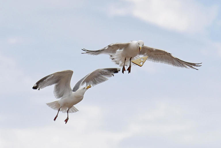 Report shows seaside gulls are struggling to survive