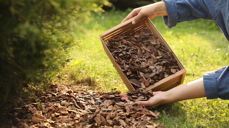 Goodbye traditional mulch: The organic, more affordable alternative ...