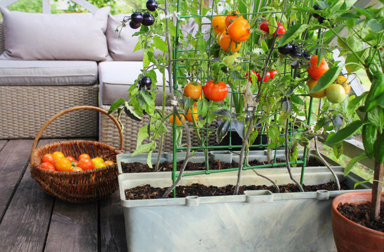 How to use tomato cages the right way for healthier plants