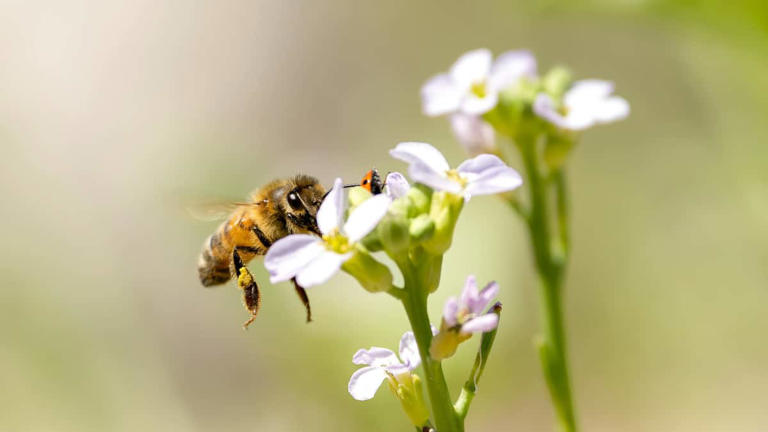 World Bee Day 2026: 10 fascinating facts about these tiny creatures you ...