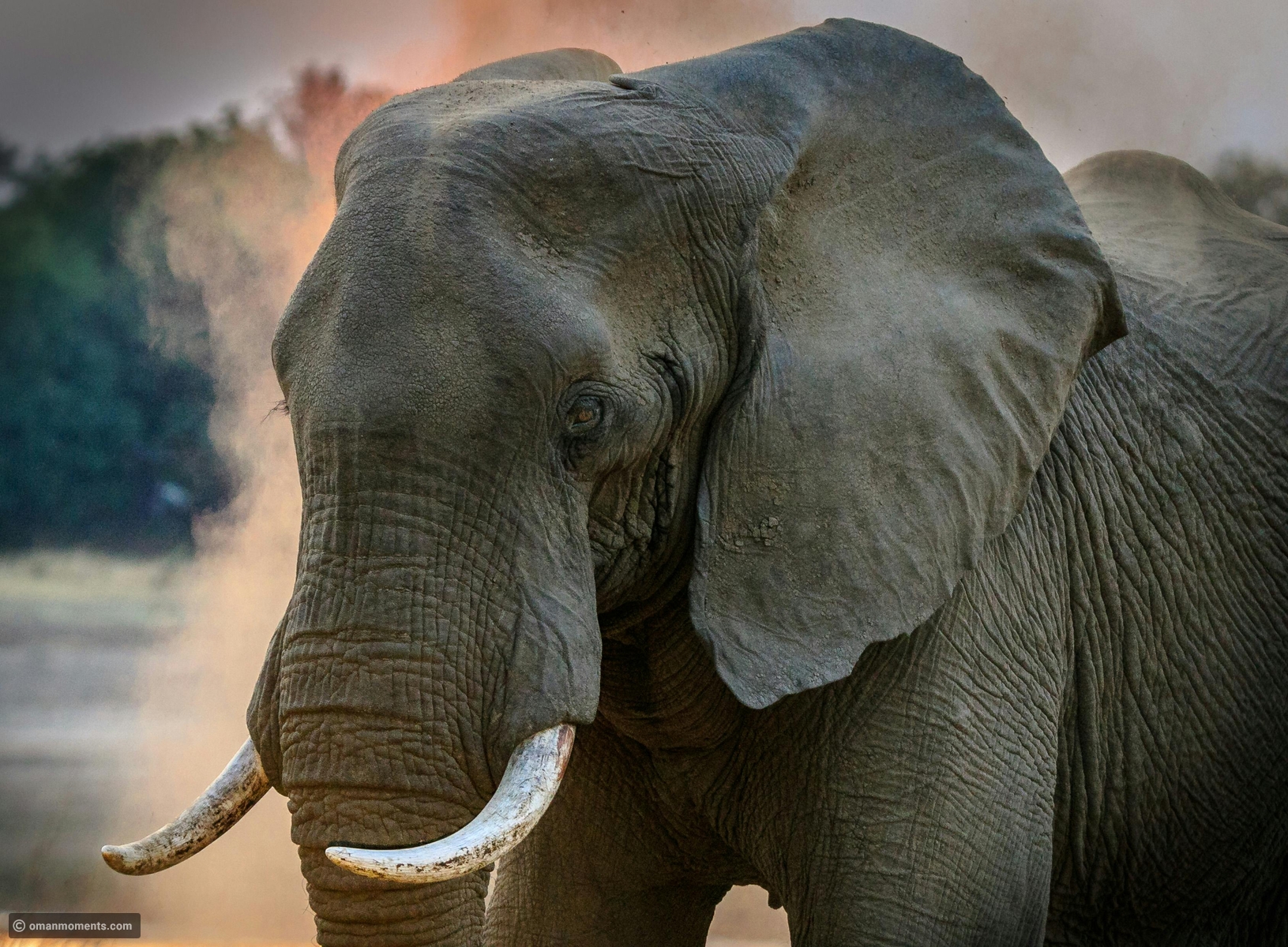 8 powerful animals that can beat a crocodile in nature