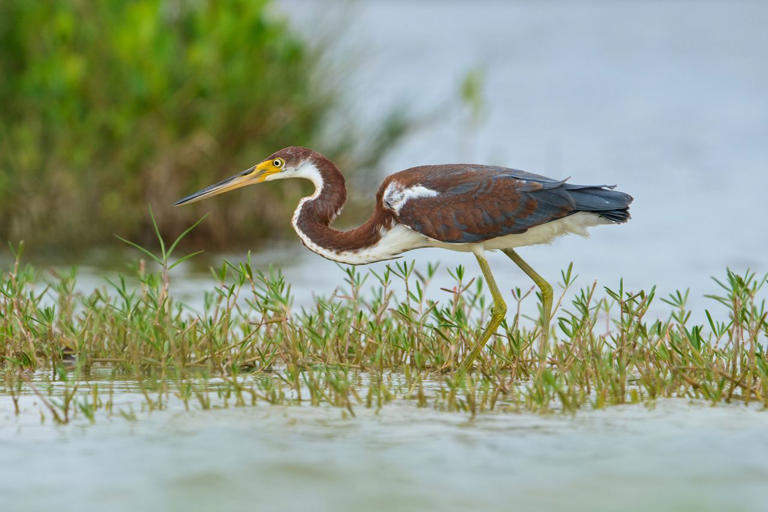 This Florida city has shell-strewn islands, a walkable riverfront, and ...
