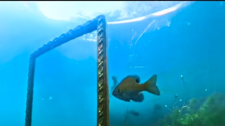 The fish couldn’t stop looking - a mirror hit the water, then the ...