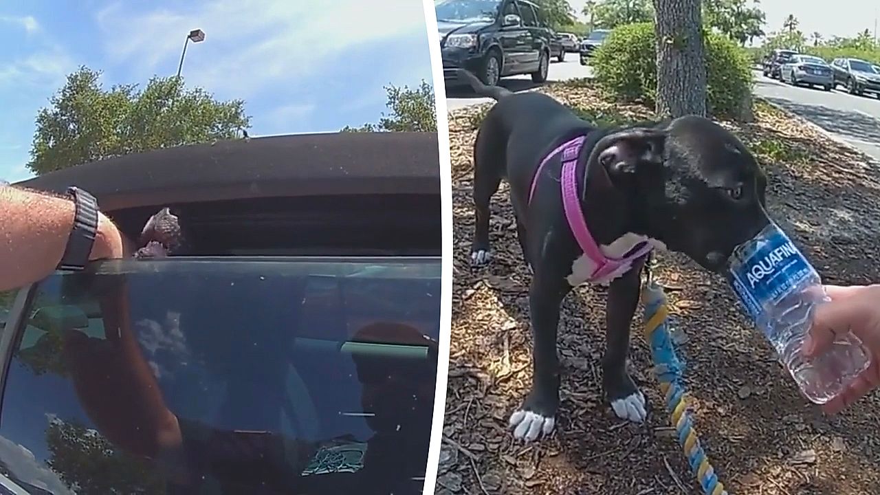 Florida police rescue dog left in hot car for nearly an hour, owner ...
