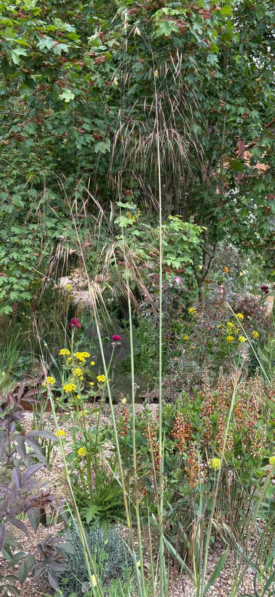 7 biggest garden trends from RHS Chelsea Flower Show 2026, from ...