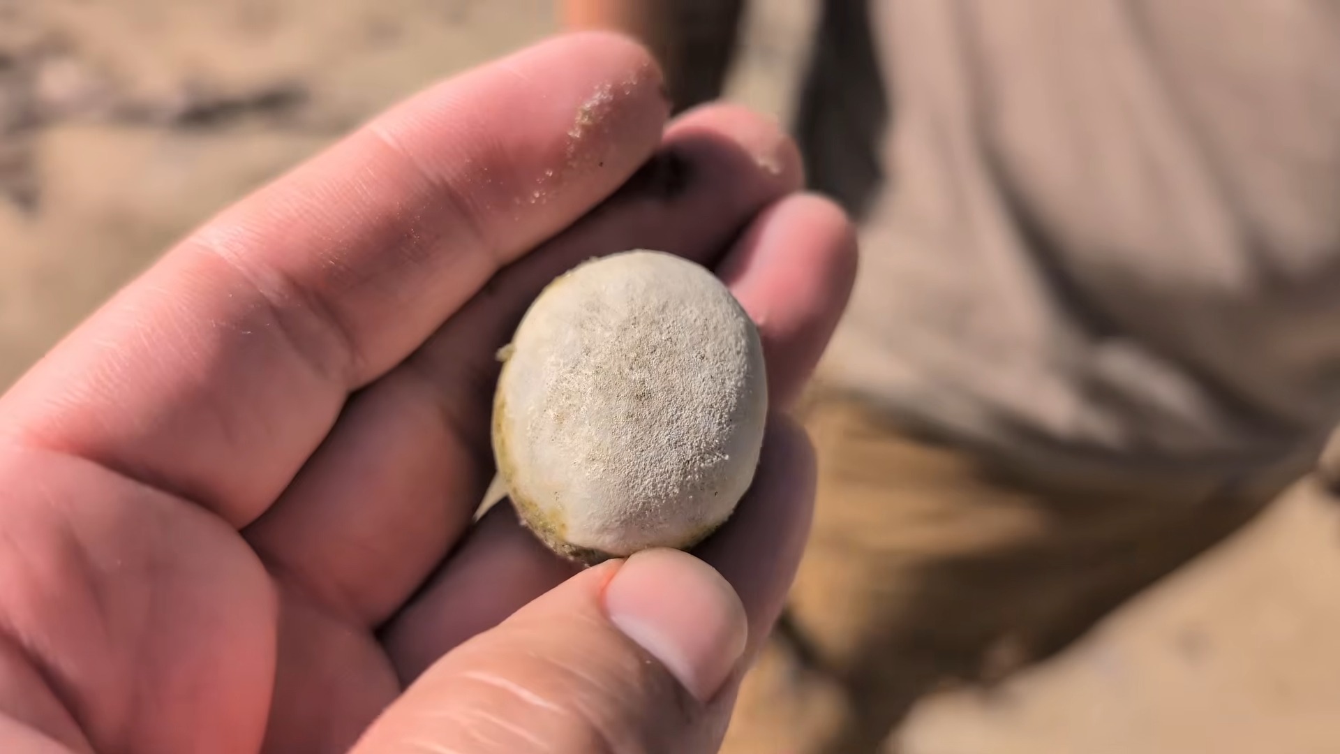 He spotted a giant fossil in a Florida riverbank - then realized how ...