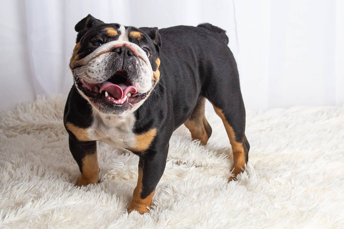 Left alone outside, a sweet bulldog's emotional reaction to being loved ...
